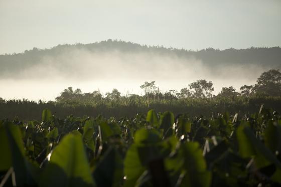 Group Sustainability - Dole UK